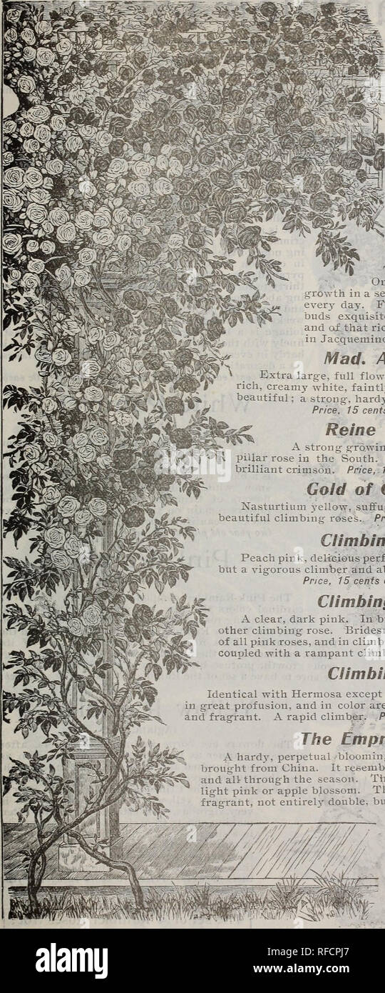 . Vestal's rose catalogue. Nursery stock, Arkansas, Little Rock ...