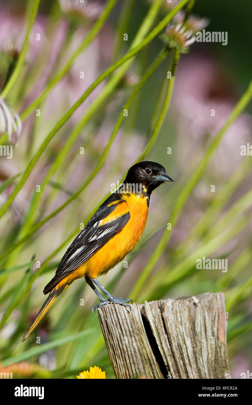 Baltimore oriole female hi-res stock photography and images - Alamy