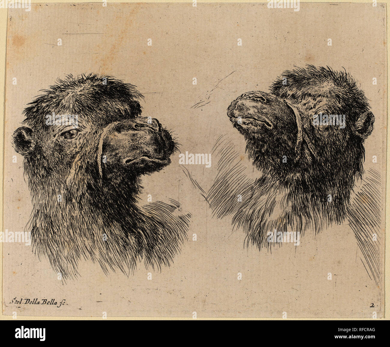 Camel drawings hi-res stock photography and images - Alamy