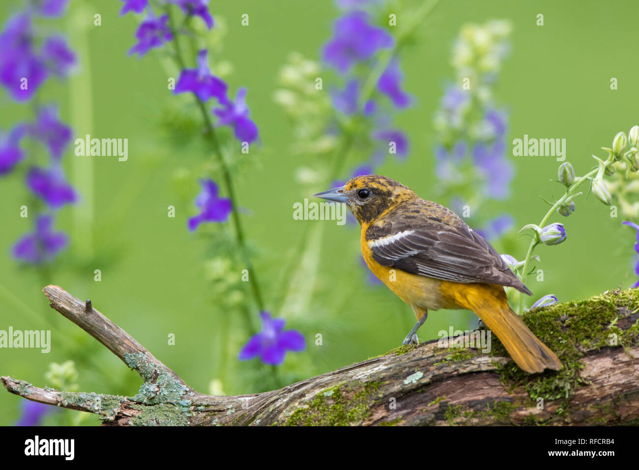 01611-09617 Baltimore Oriole (Icterus galbula) female in flower garden ...