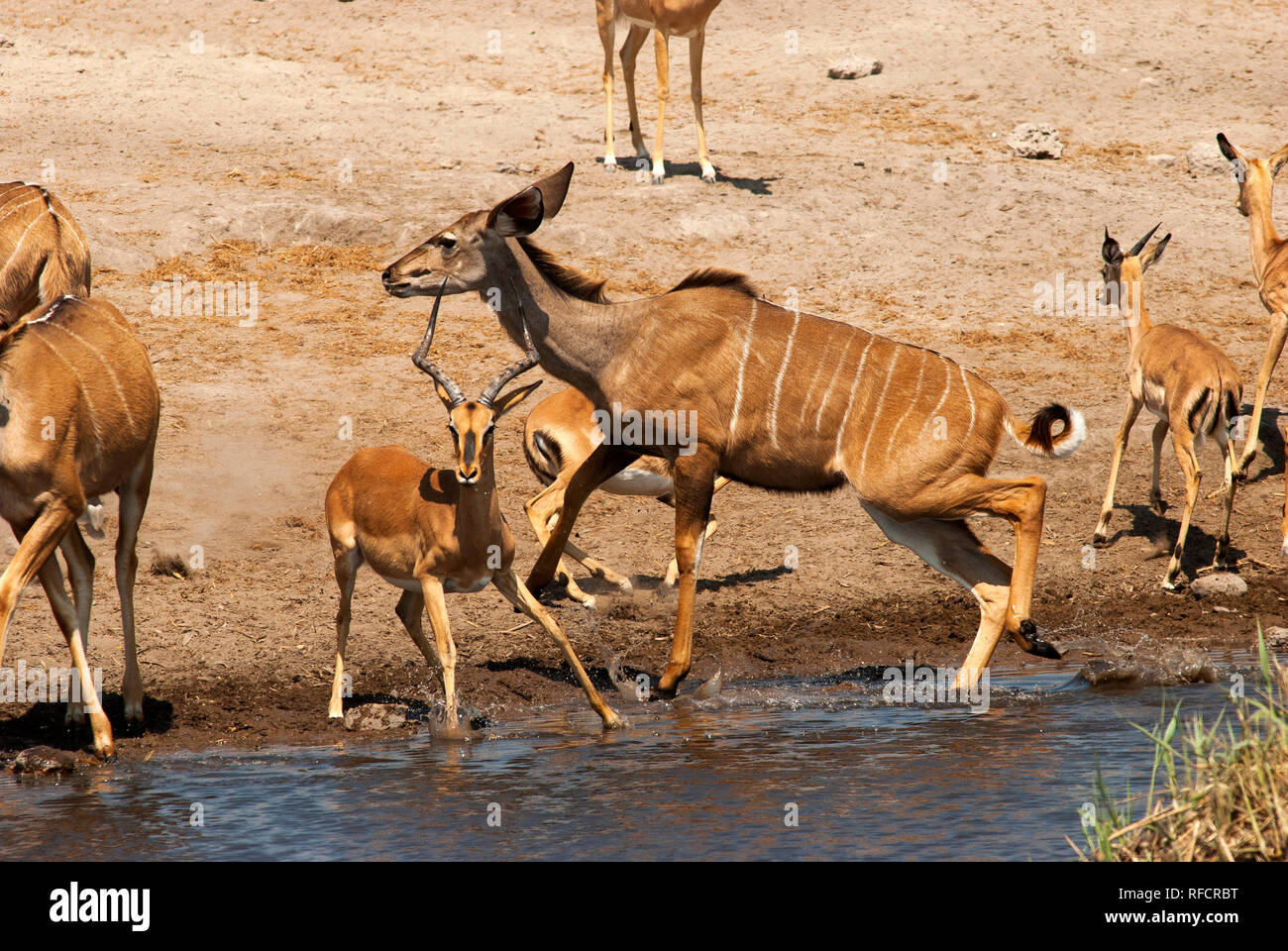 Female Kudu anthelope and male impala at Chudob waterhole, Etosha ...