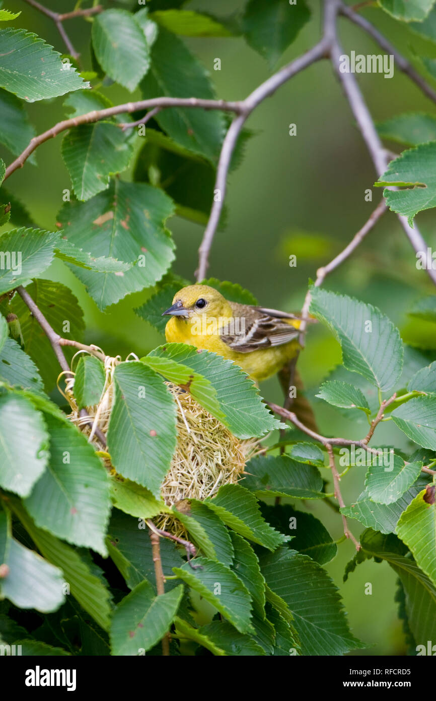 01618-010.14 Orchard Oriole (Icterus spurius) female at nest, Marion Co ...
