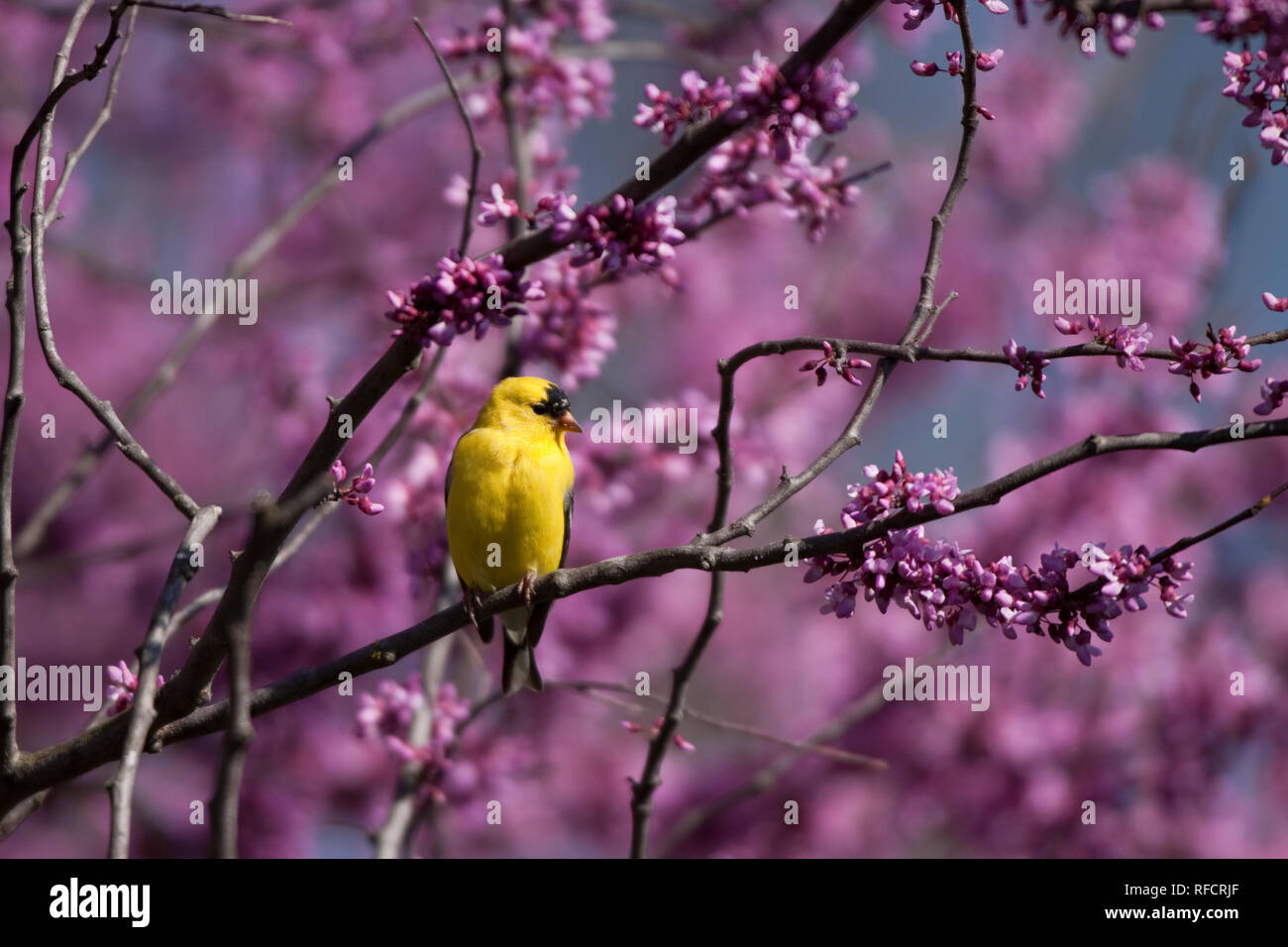 Golden redbud tree hi-res stock photography and images - Alamy