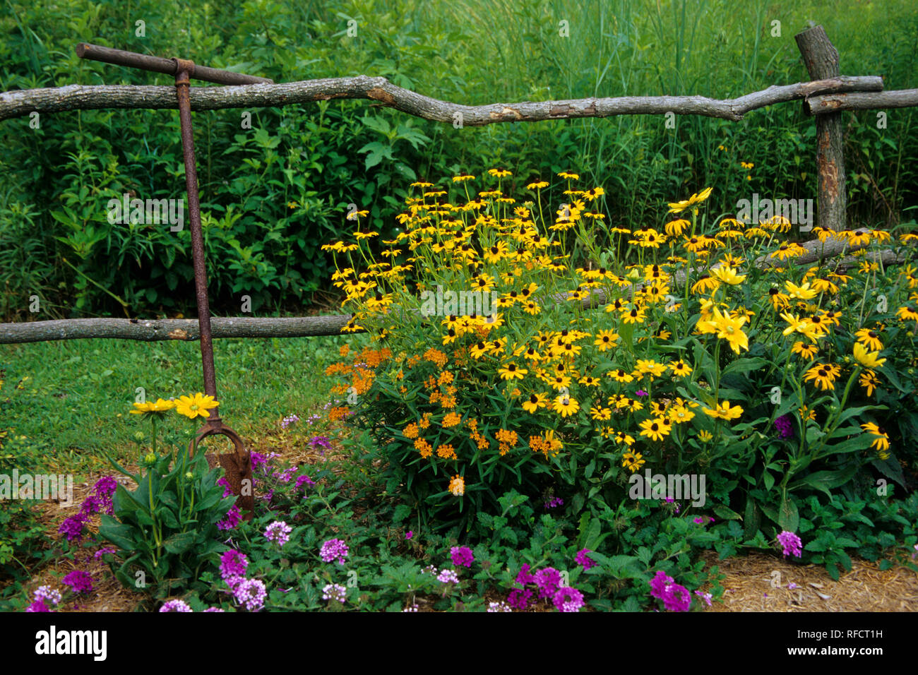 63821-18815 Rustic fence with Black-eyed Susans (Rudbeckia hirta ...