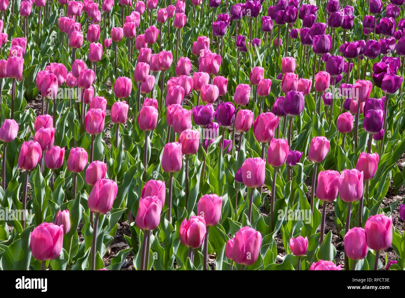 63821-21020 Tulips (Tulipa 'Mistress' pink and 'Barcelona' purple)) at ...