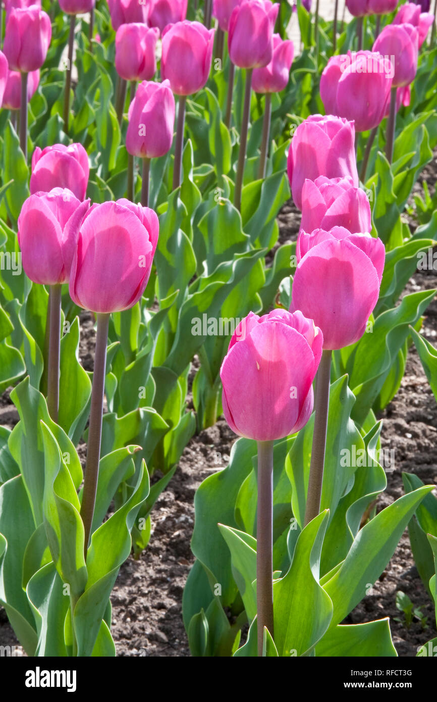 Pink mistress tulip garden hi-res stock photography and images - Alamy