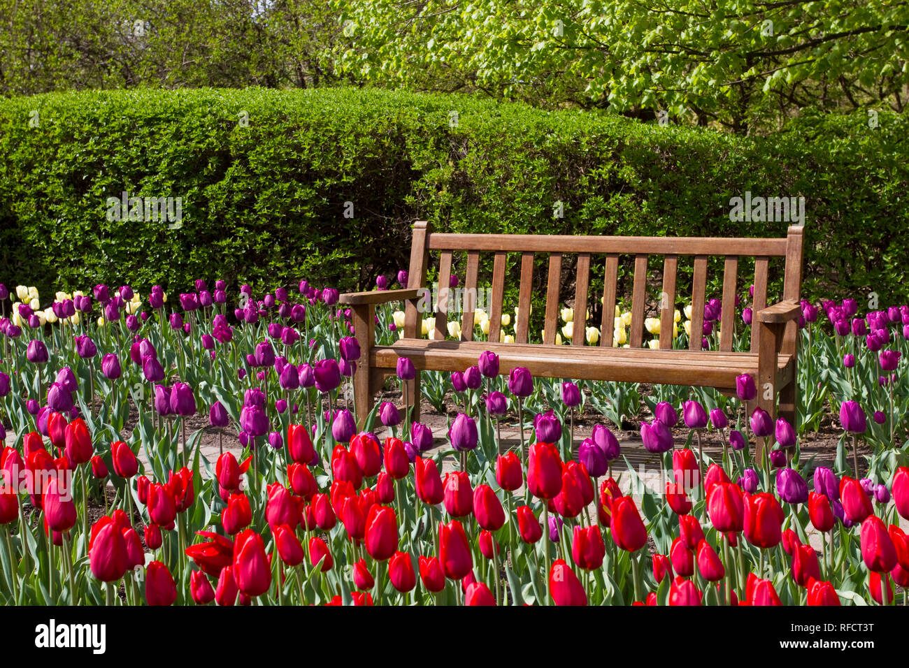 63821-21213 Bench in bed of Tulips (Tulipa 'Negrita' purple and ...