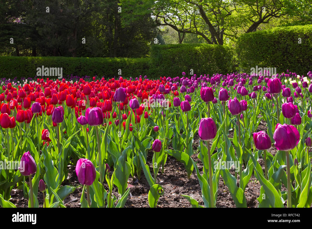 63821-21308 Tulips (Tulipa 'Negrita' purple, and 'Cassini' red) at ...