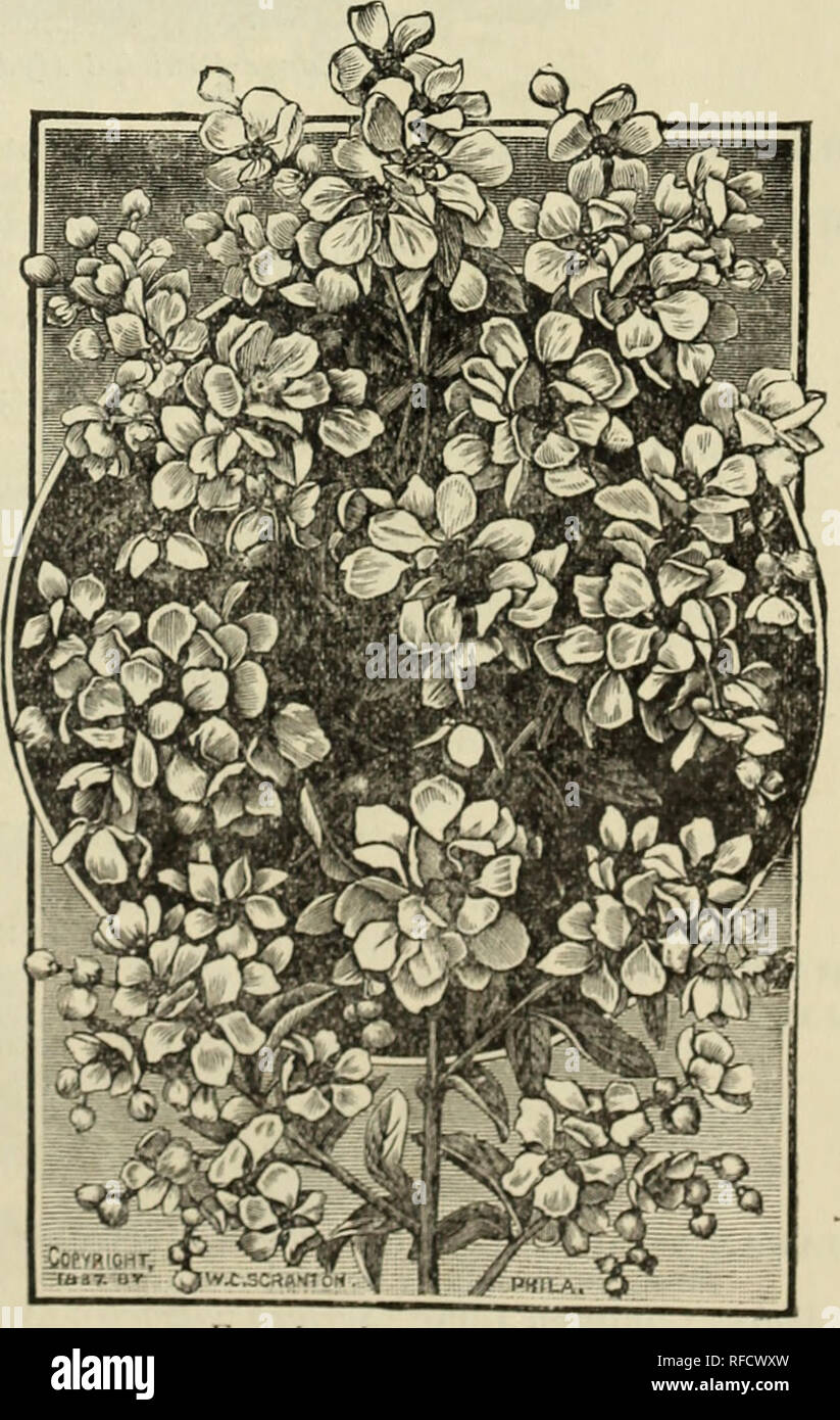 . Descriptive catalogue of fruit and ornamental trees, shrubs, vines ...