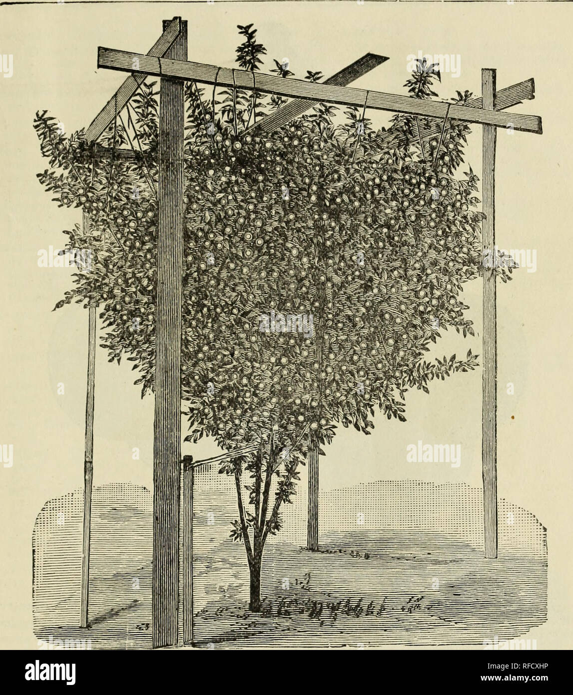 . Descriptive catalogue of fruit and ornamental trees, shrubs, vines ...