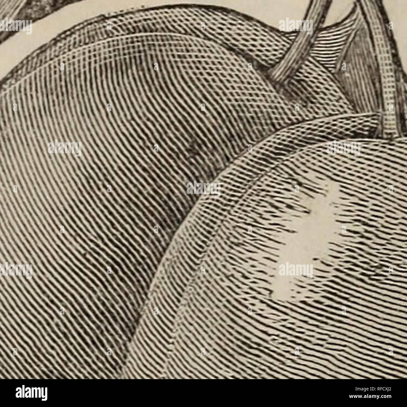 . Descriptive catalogue of fruit and ornamental trees, shrubs, vines ...