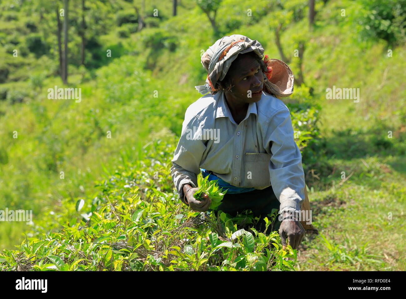 Kandy, Sri Lanka. Tea picker women in tea fields. A Tamil woman from ...