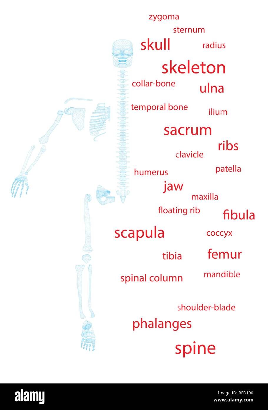 Vector illustration of the structure of the human body. The human ...