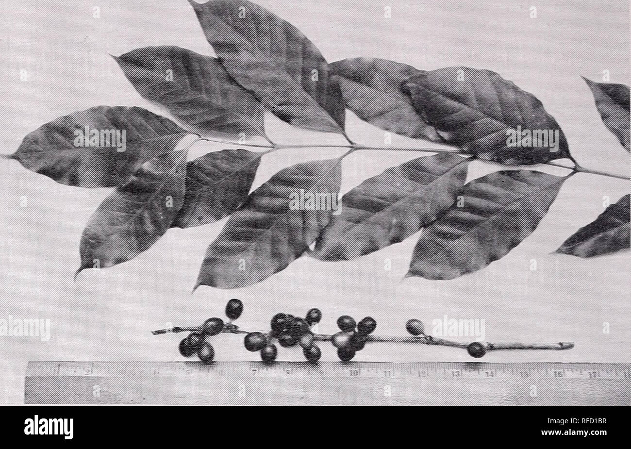 Branches of coffea arabica hi-res stock photography and images - Alamy