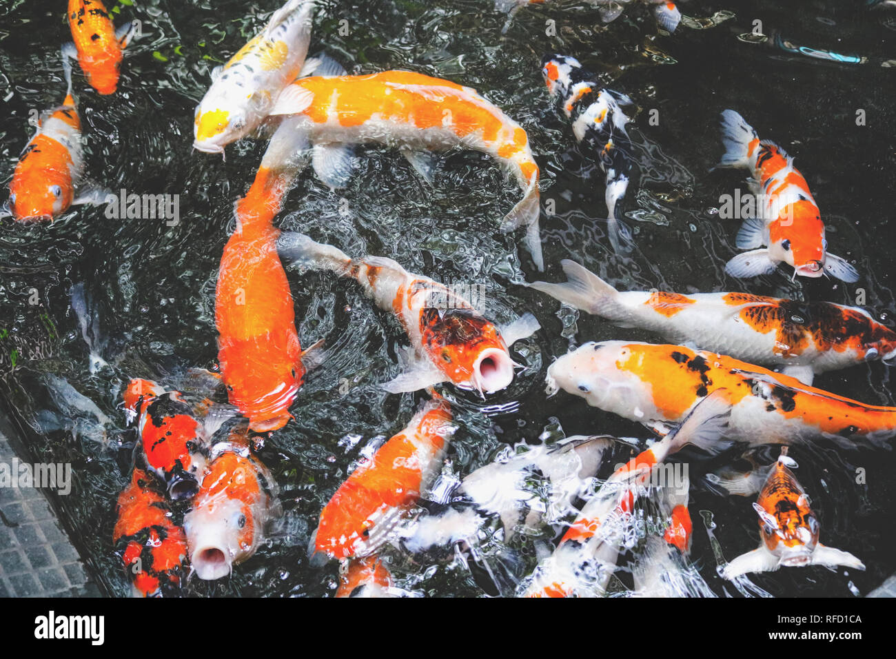 A group of fish swim in the pool Stock Photo - Alamy