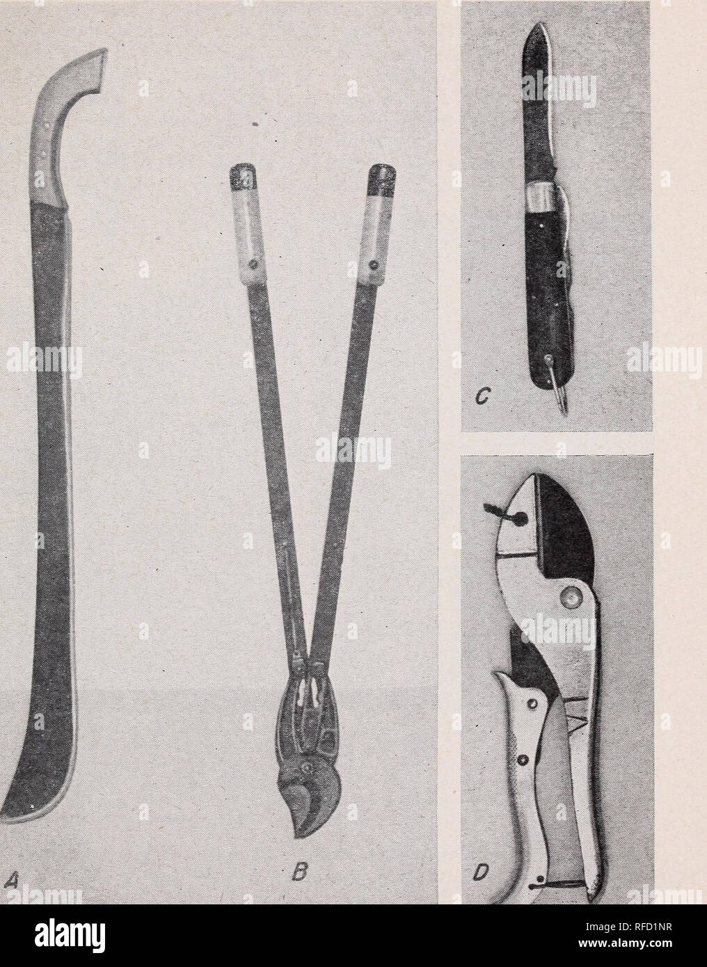 . Vanilla culture in Puerto Rico. Vanilla; Orchids. VANILLA CULTURE IN ...