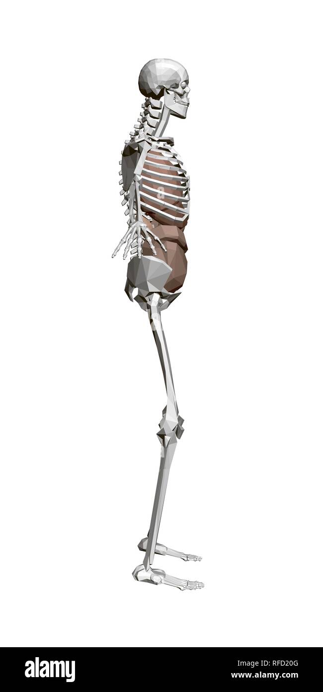 Human skeleton with organs. 3D Polygonal human skeleton with internal ...