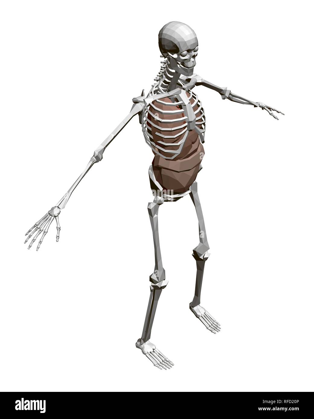 Human skeleton with organs. 3D Polygonal human skeleton with internal ... Human skeleton with organs. 3D Polygonal human skeleton with internal ...