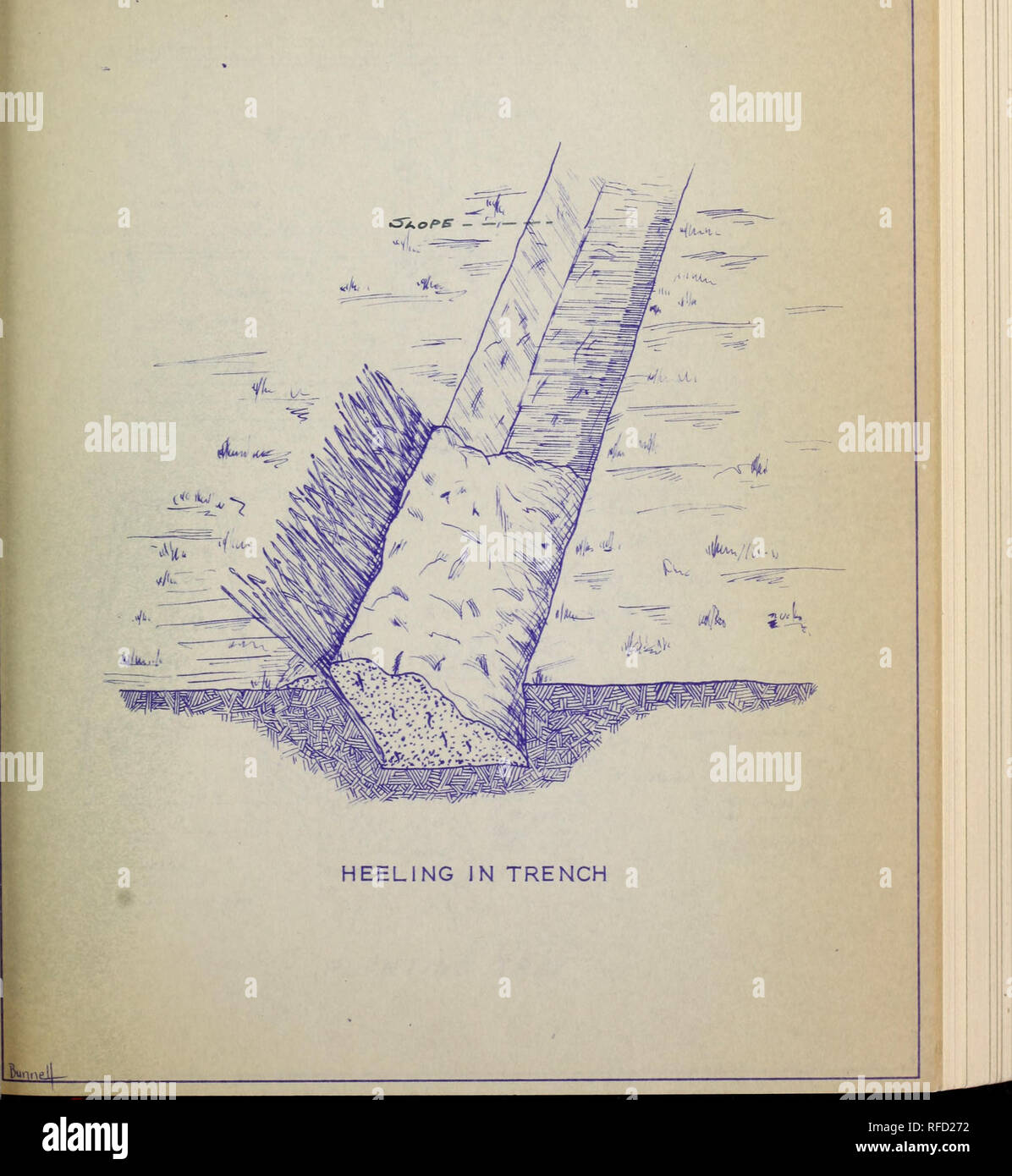 Planting procedure hi-res stock photography and images - Alamy