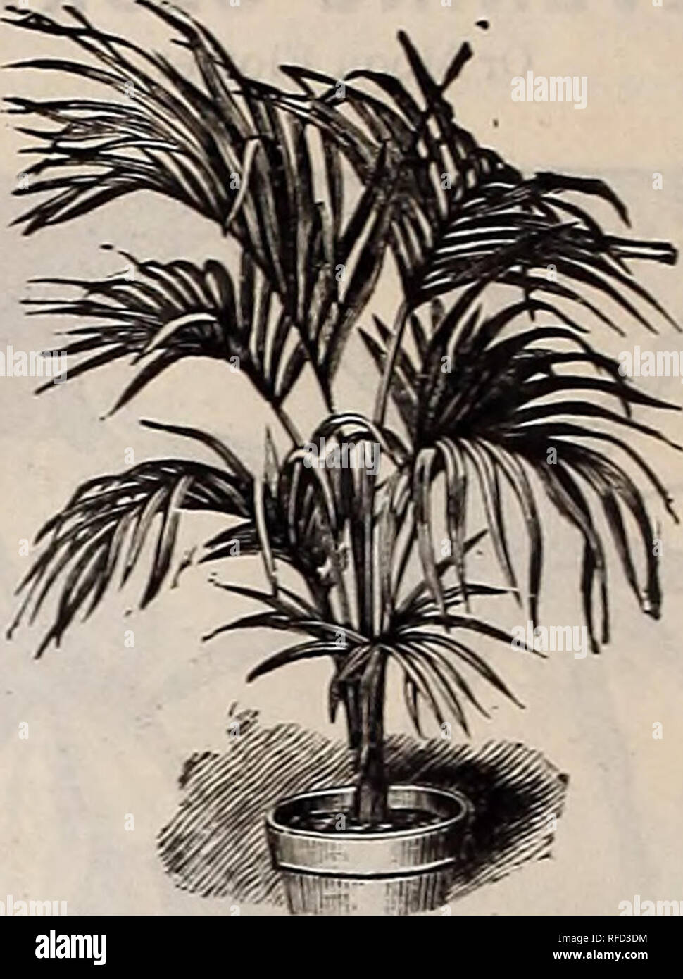 Pinna flowers hi-res stock photography and images - Alamy