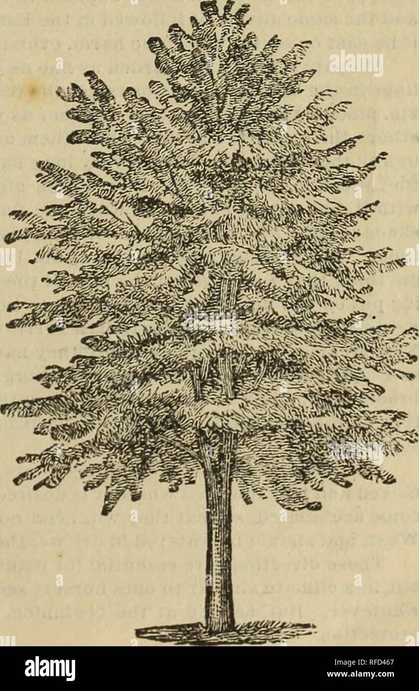 Evergreen tree with drooping branches hi-res stock photography and ...