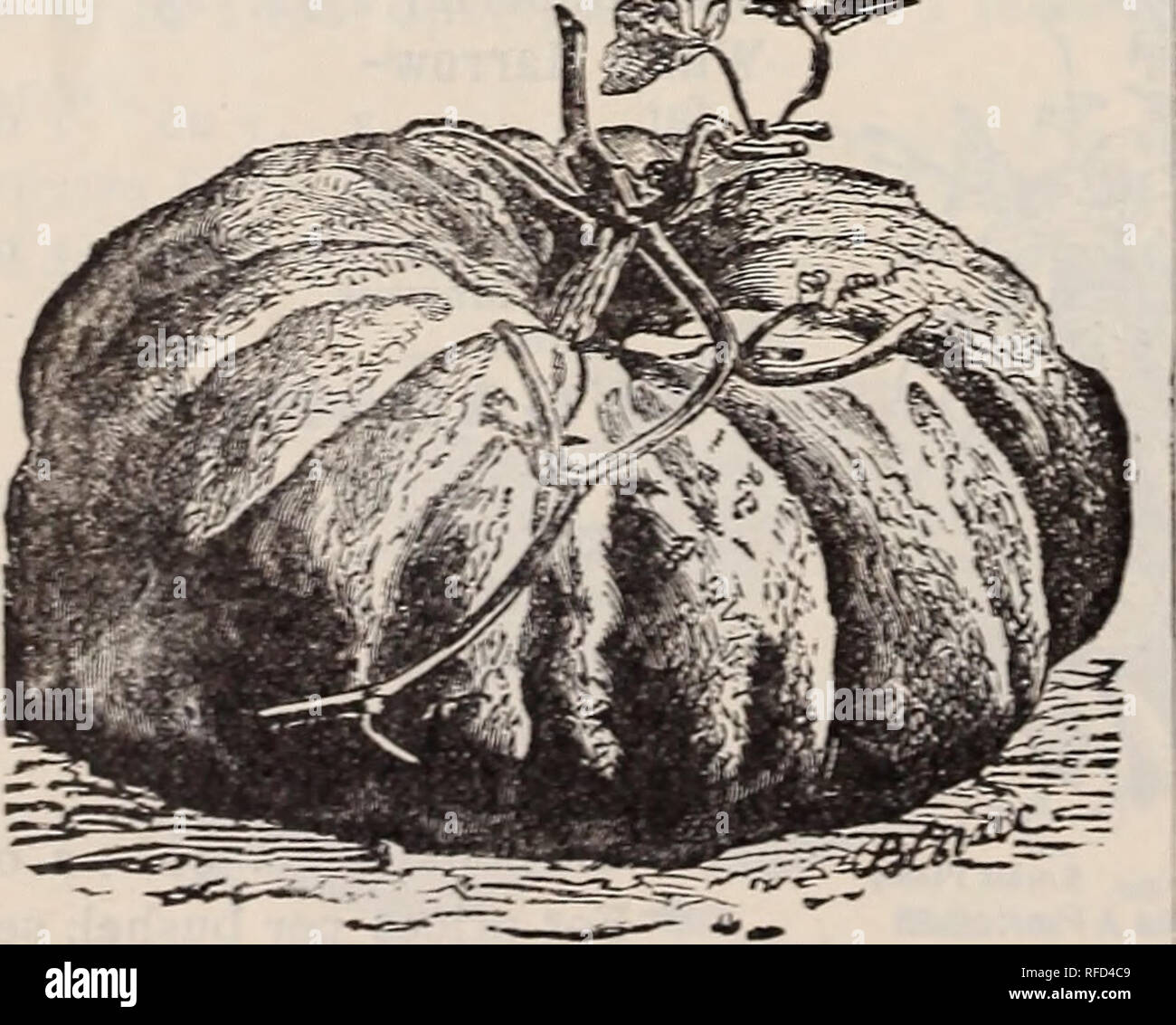 Rui plant hi-res stock photography and images - Alamy