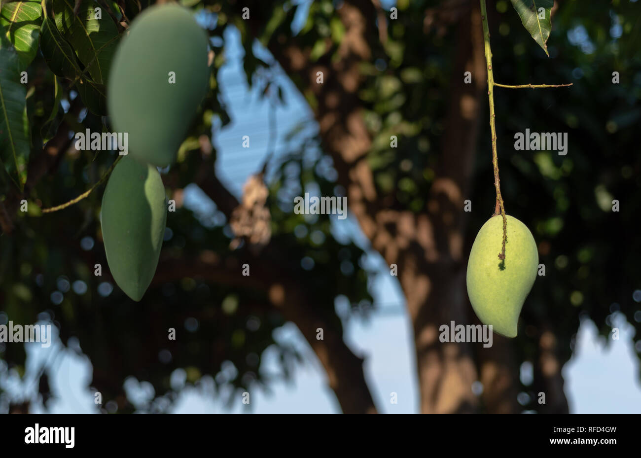 Mango hanging from tree Stock Photo - Alamy