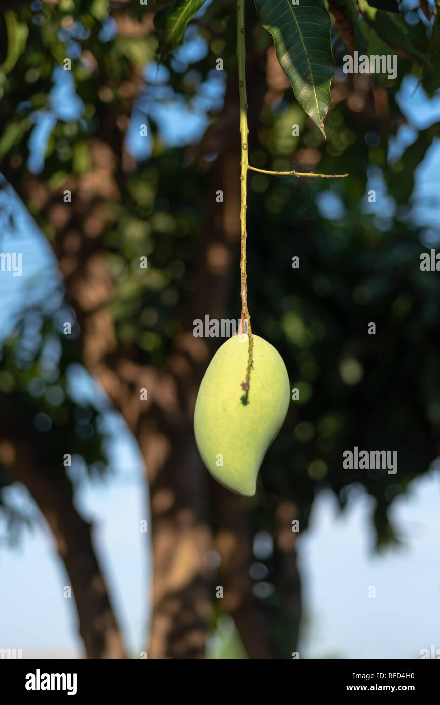 Mango hanging from tree Stock Photo - Alamy