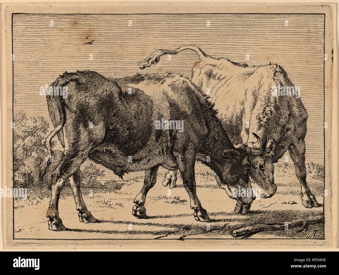 Two Bulls Fighting Drawing