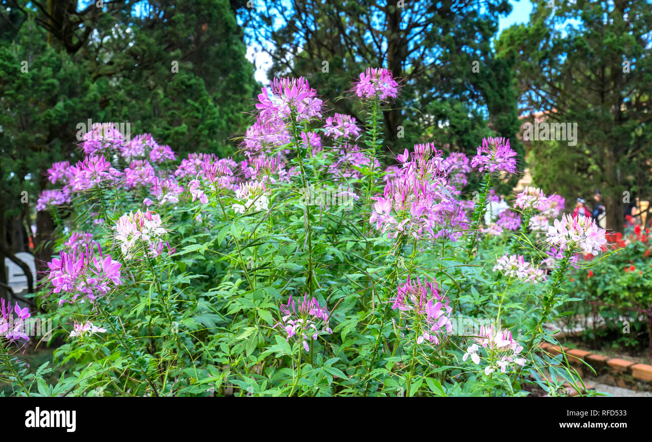 Cleome spider flower blooms in a beautiful garden Stock Photo - Alamy