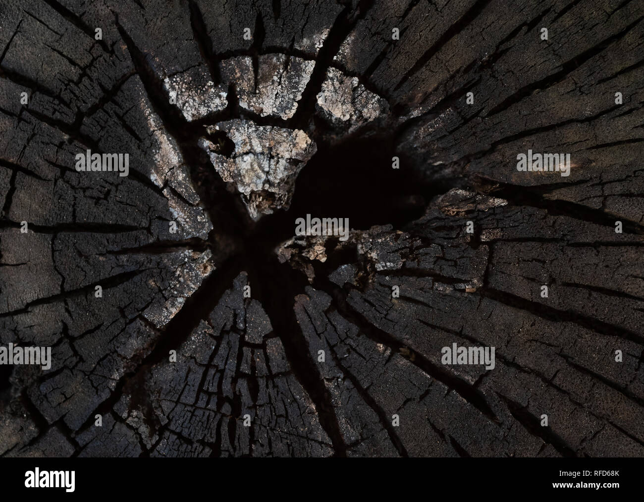 Burnt tree trunk Stock Photo - Alamy