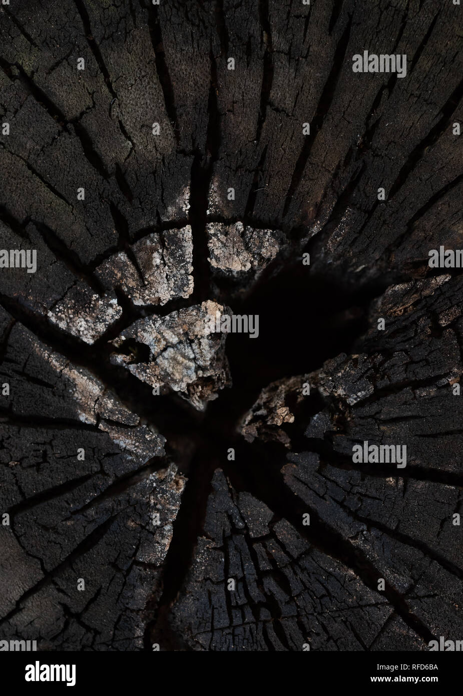 Burnt tree trunk Stock Photo - Alamy