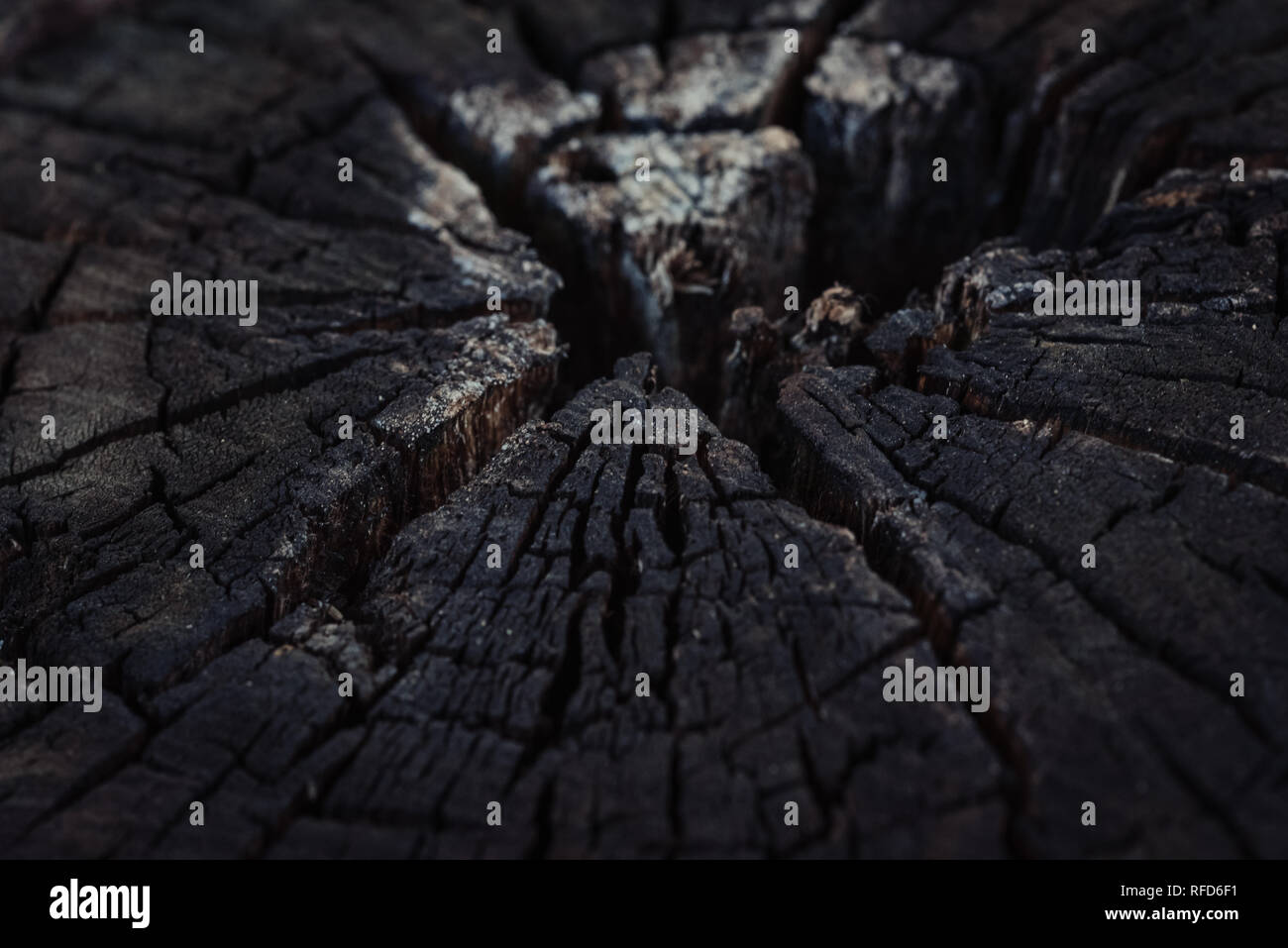 Burnt tree trunk Stock Photo - Alamy