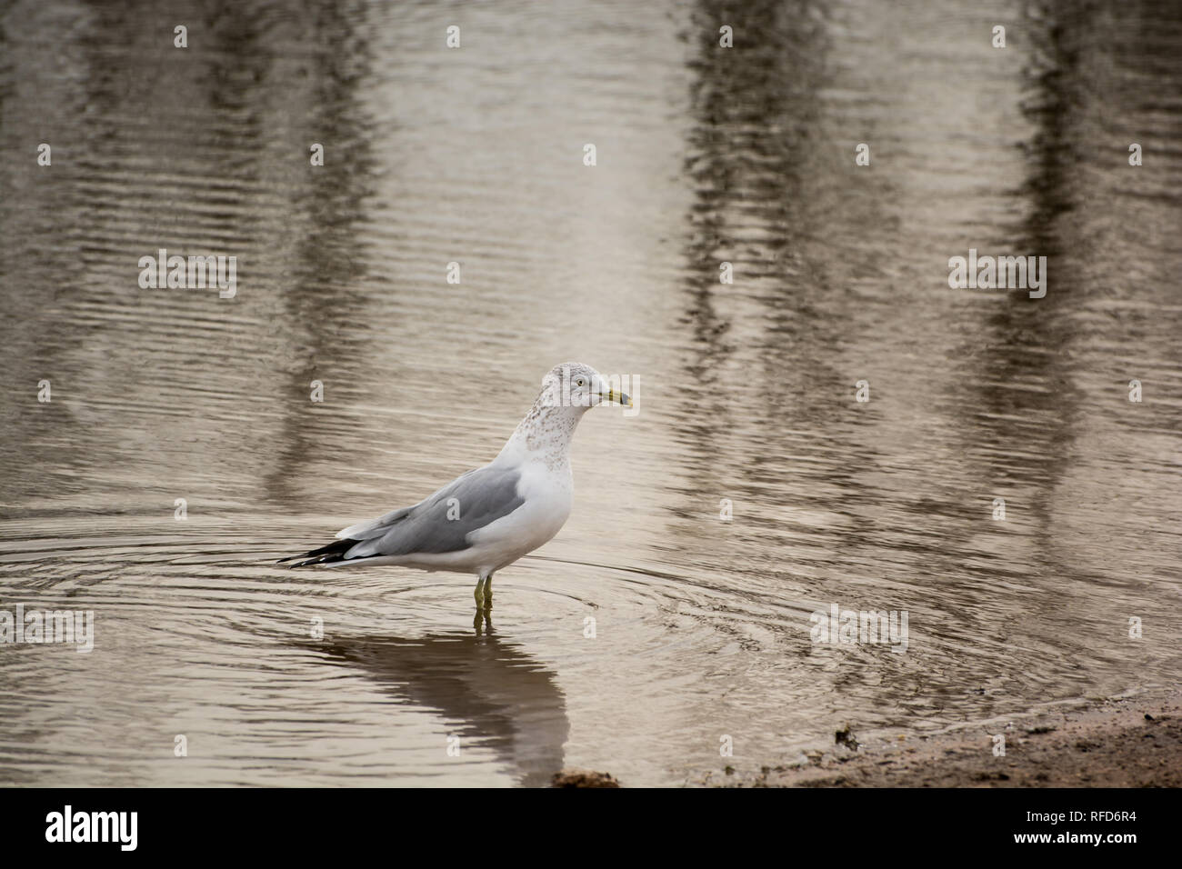 Seagull standing in the shallows of a lake Stock Photo - Alamy