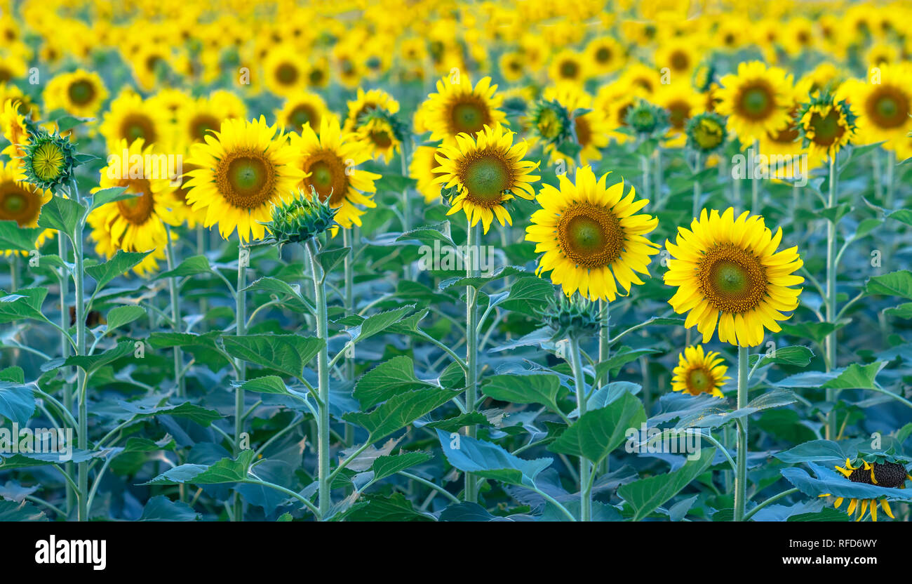 The panoramic view of the sunflower fields blooms in the ecotourism ...