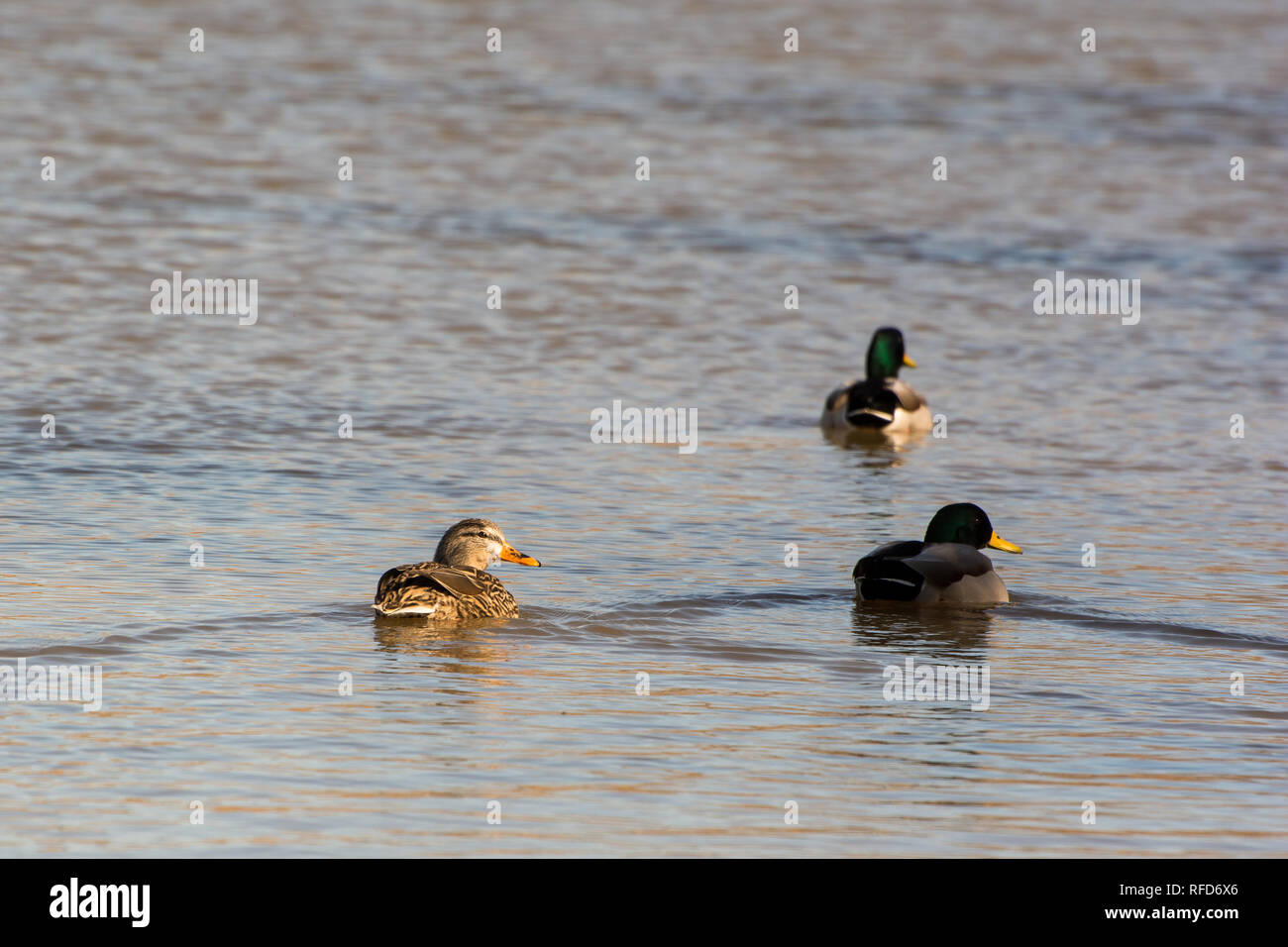 Nice ducks hi-res stock photography and images - Alamy
