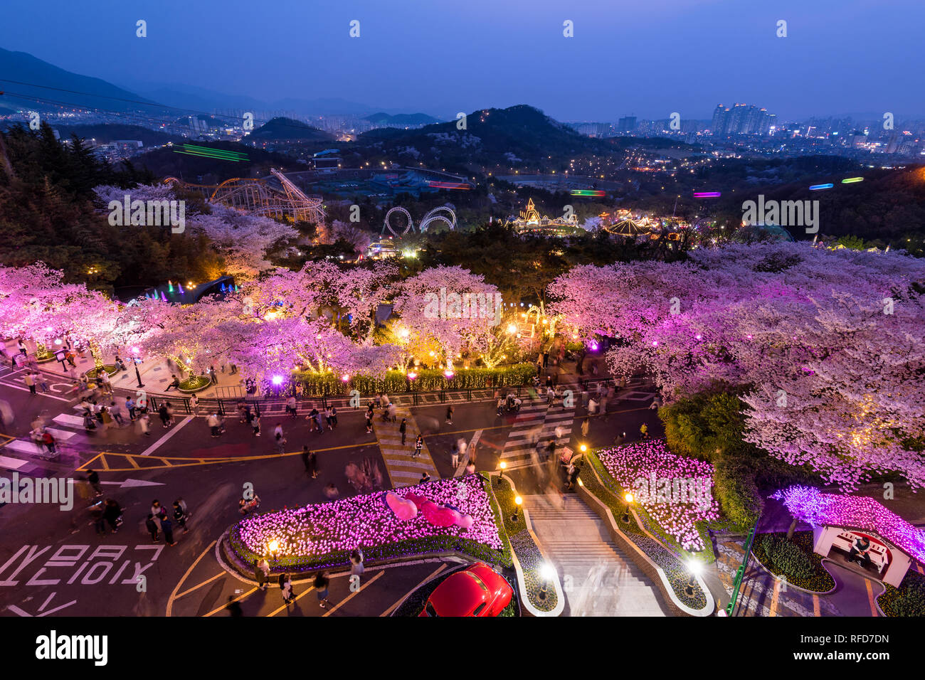 Night view of Cherry Blossom festival at Daegu E-World Stock Photo - Alamy