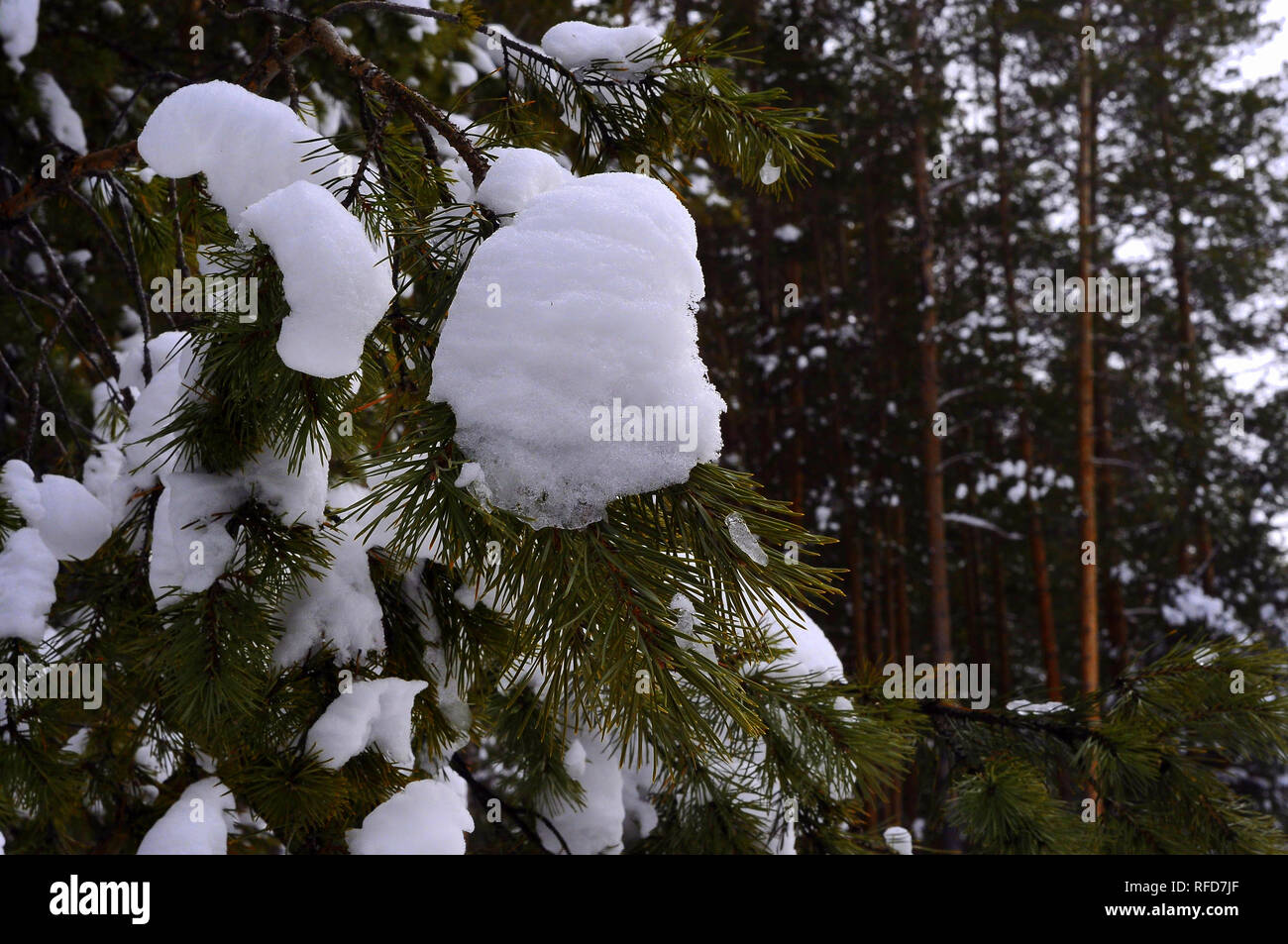 Siberian taiga in winter, mixed forest, coniferous and deciduous trees ...
