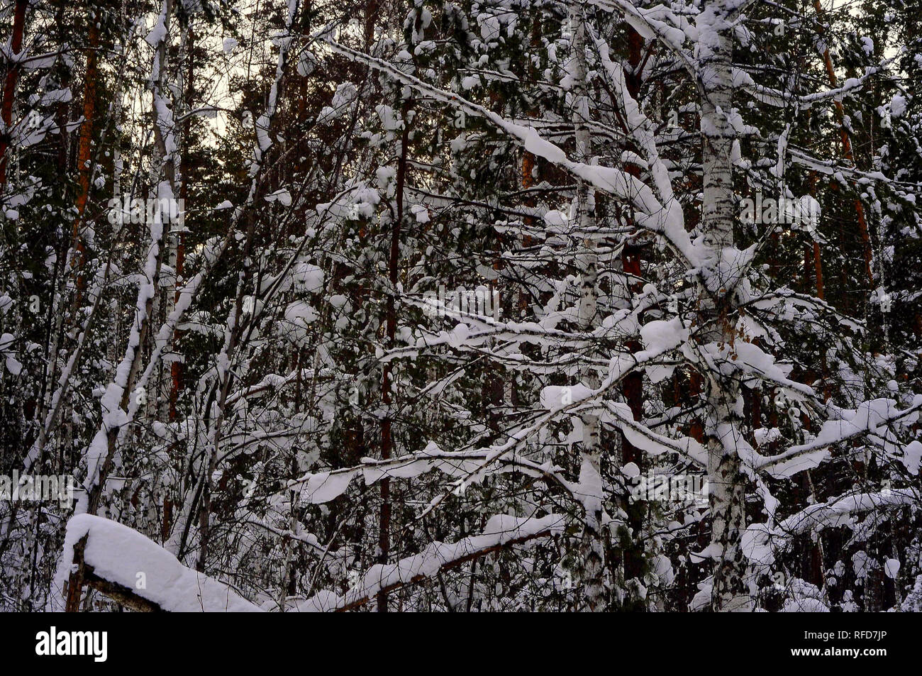 Siberian taiga in winter, mixed forest, coniferous and deciduous trees ...