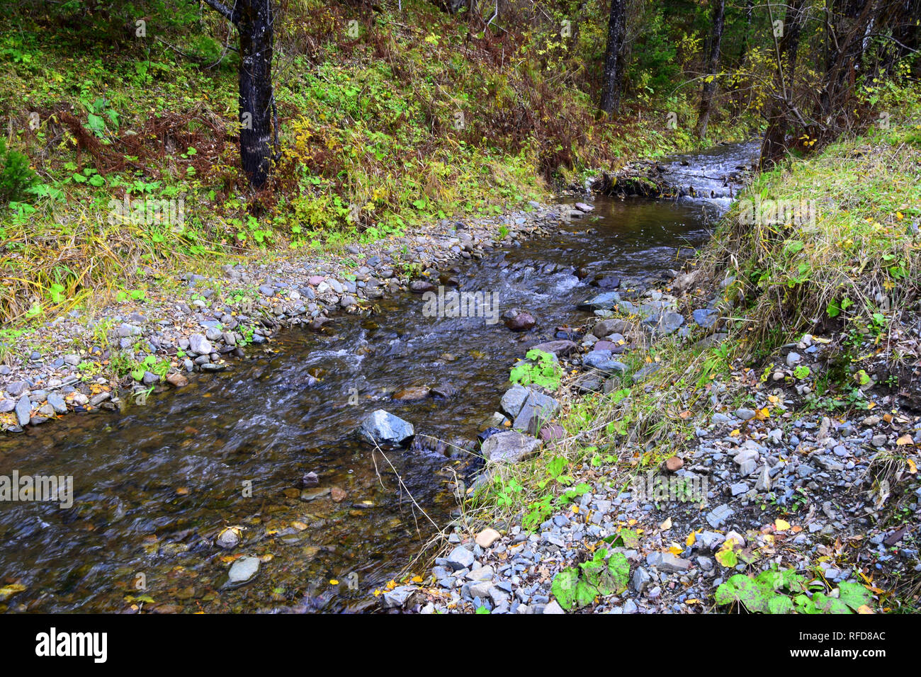 Mountain stream flowing down from the mountains to Teletskoye Lake. The ...