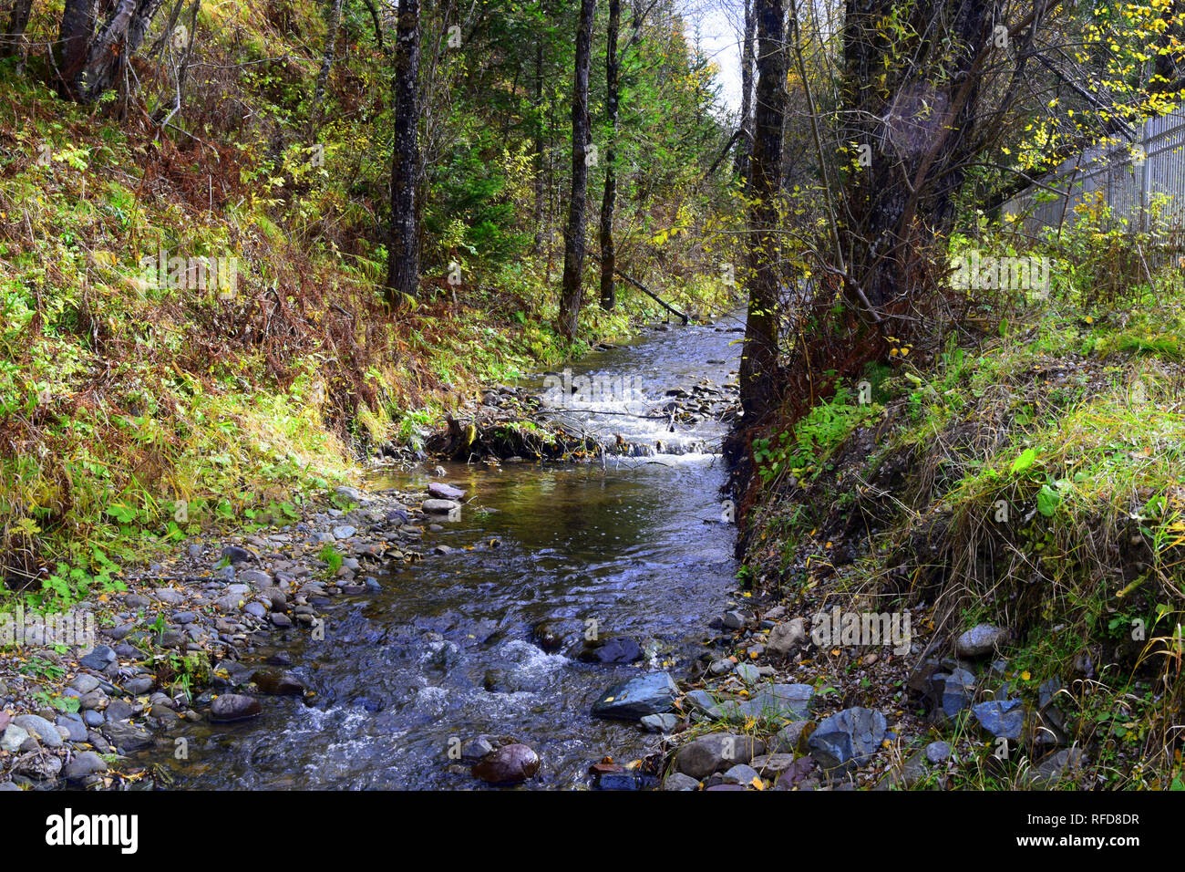 Mountain stream flowing down from the mountains to Teletskoye Lake. The ...