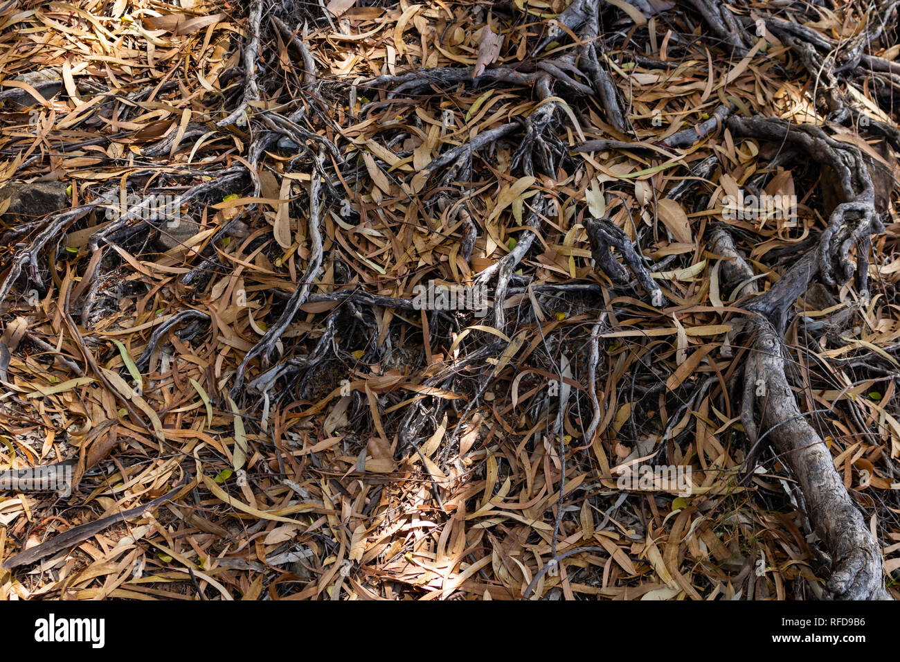 Old root eucalyptus tree eucalyptus hi-res stock photography and images ...