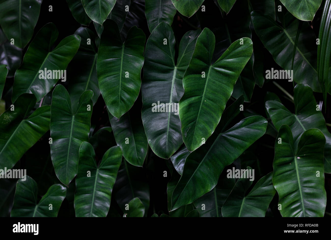 Dark green leaves Stock Photo - Alamy