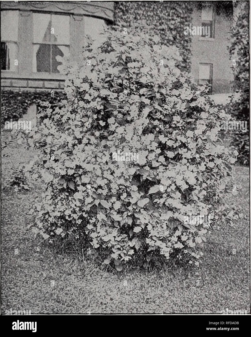 . Catalogue of fruit and ornamental trees, small fruits, shrubs, vines ...