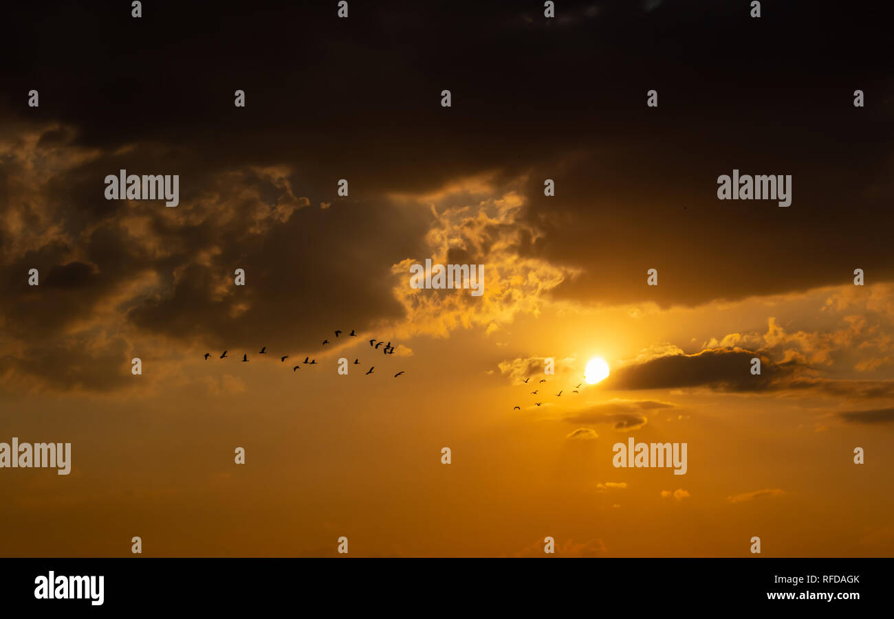 Birds fly back to their nest in the evening Stock Photo - Alamy