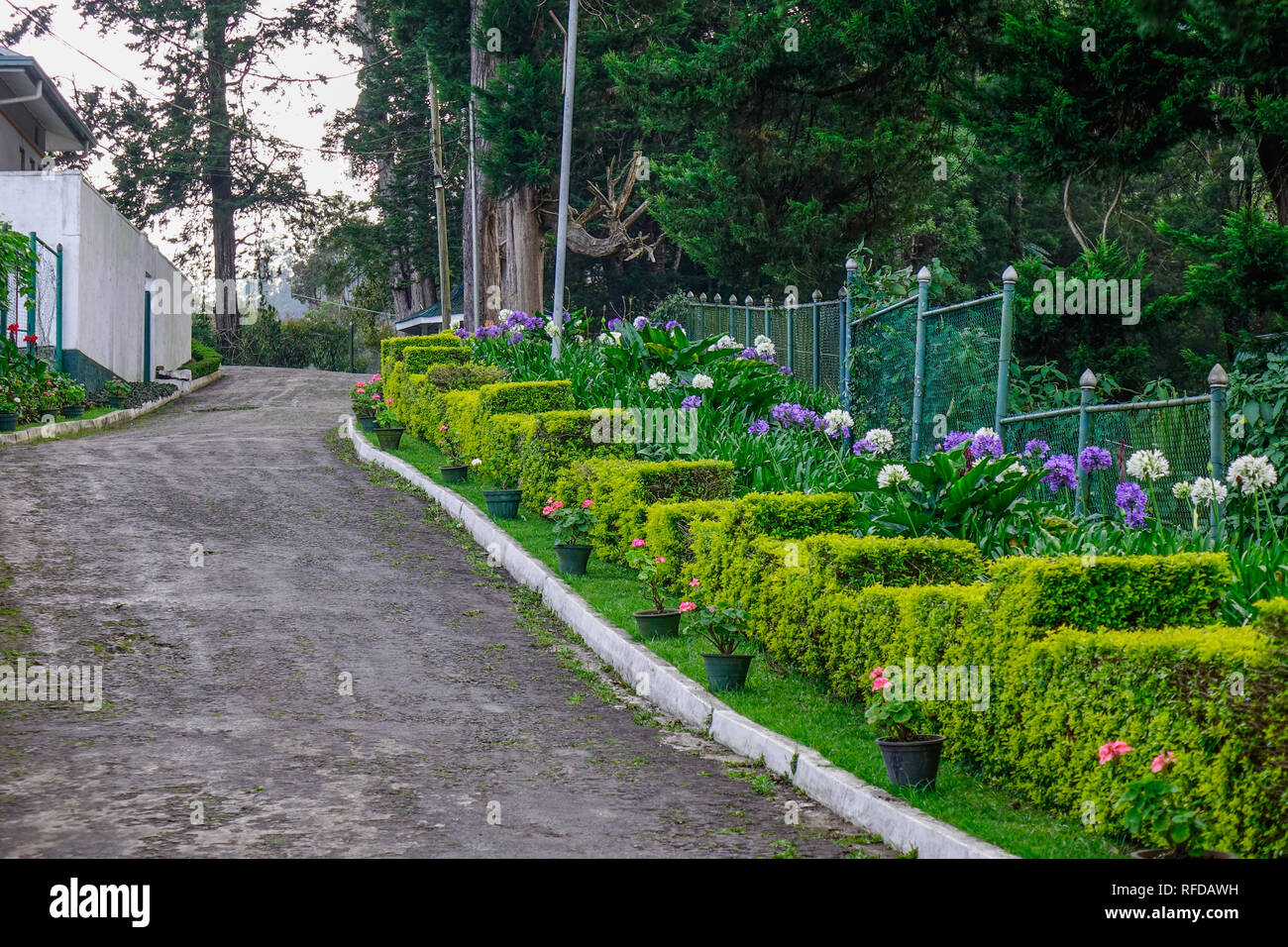 Rural road with many flowers in Nuwara Eliya, Sri Lanka. Nuwara Eliya ...