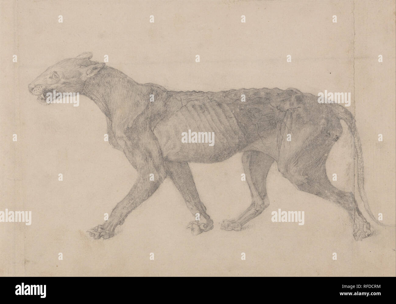 A Comparative Anatomical Exposition of the Structure of the Human Body ...