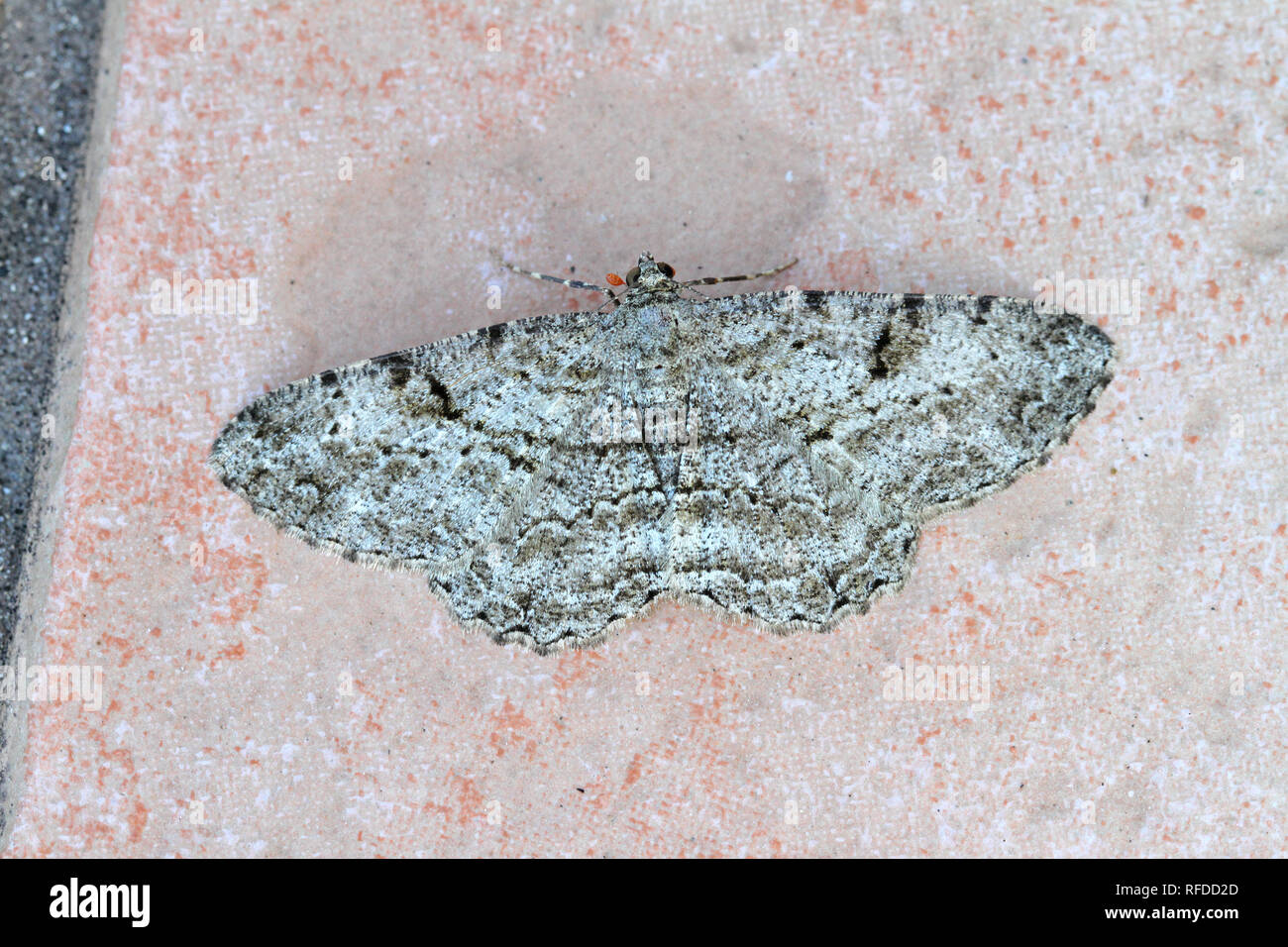 Dusty wave family hi-res stock photography and images - Alamy