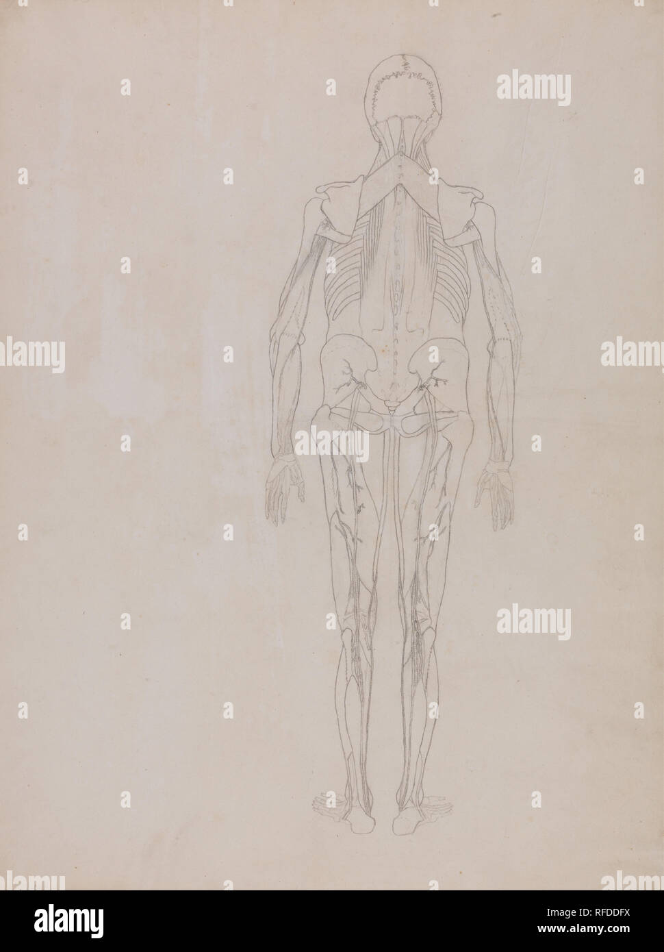 A Comparative Anatomical Exposition of the Structure of the Human Body ...
