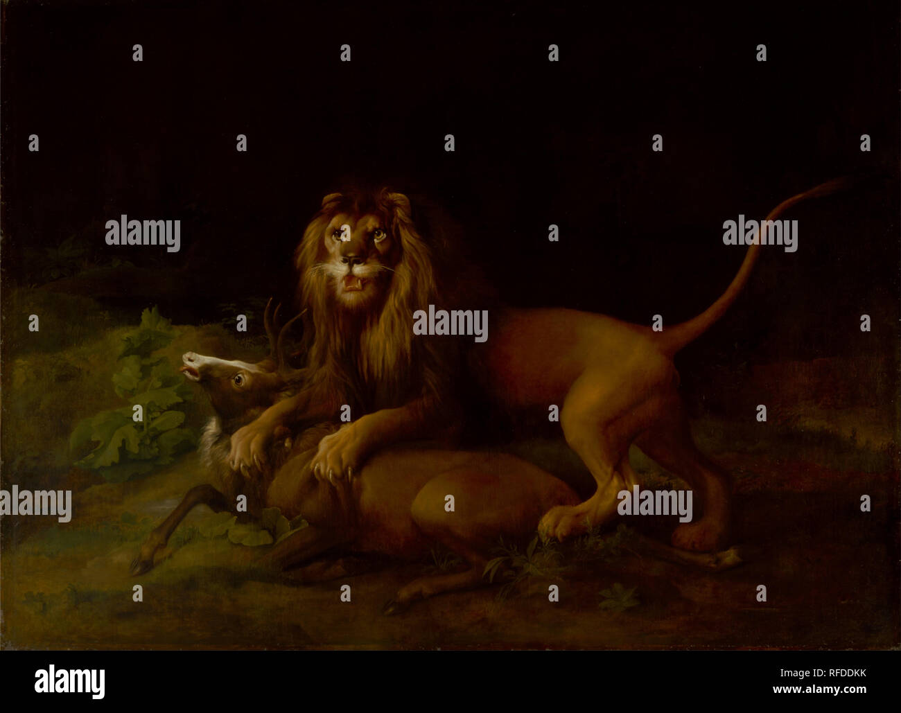 Lion attacking prey hi-res stock photography and images - Alamy